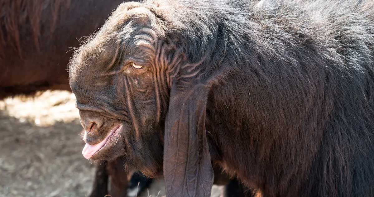 Capra de Damasc: blestemată sau simpatică? Cât costă această specie ...